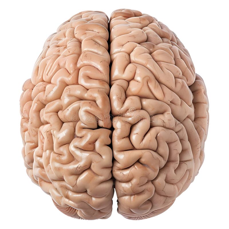 3D Rendering of a Human Brain on Transparent Background - Ai Generated ...