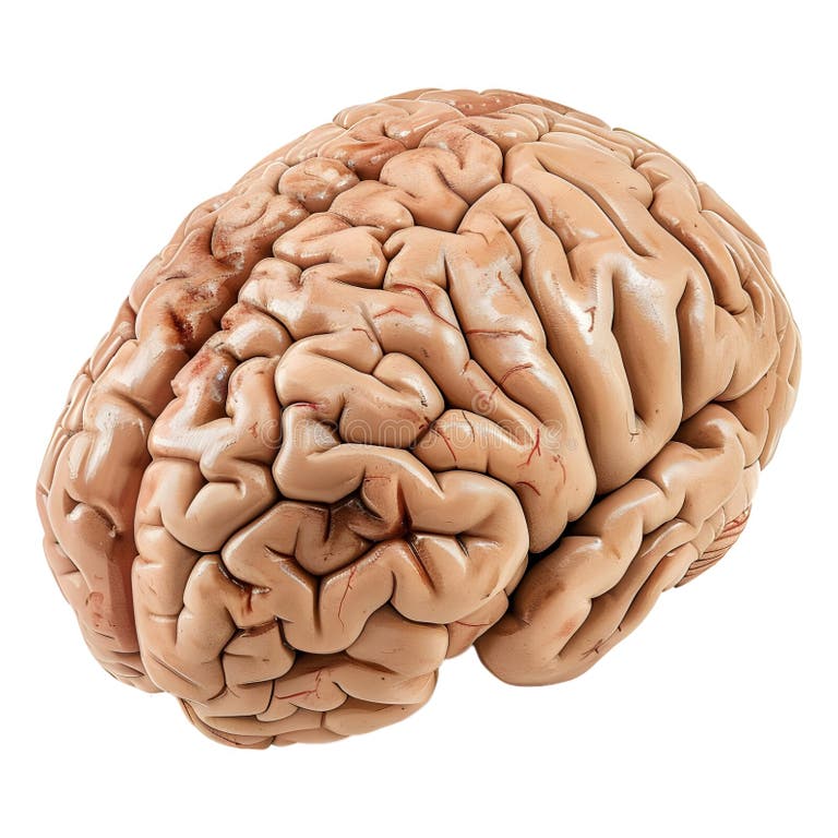 3D Rendering of a Human Brain on Transparent Background - Ai Generated ...