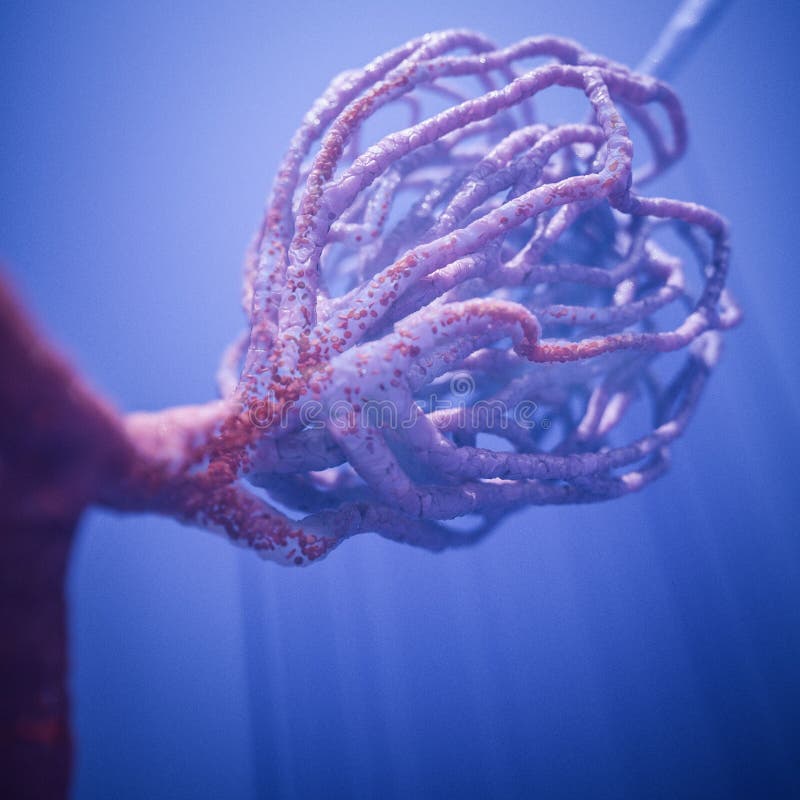 3d Rendering of Human Capillary Bed Endothelial Cells with Red Blood ...