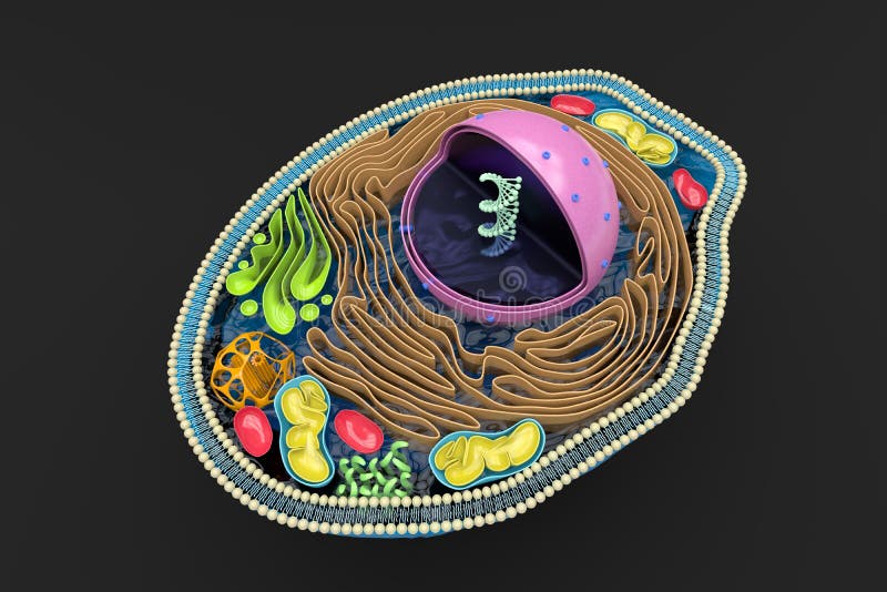 3d Rendering Of The Human Cell Cross Section Stock Illustration