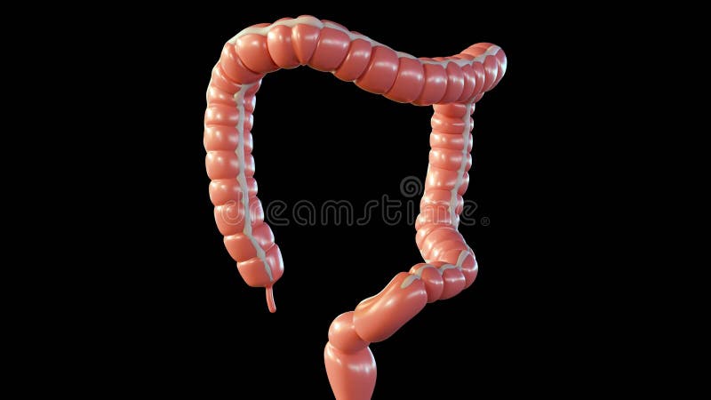 A 3D Rendering of the Human Colon or Large Intestine. Stock ...