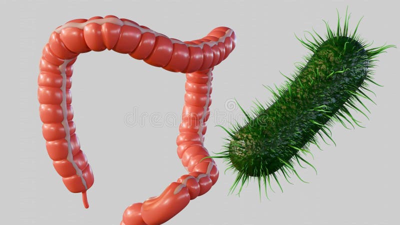 The Human Colon or Large Intestine and Pathogenic Bacteria. Stock ...