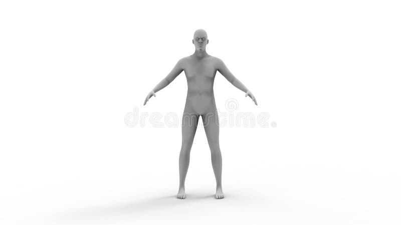 3d Rendering of a Human Model Isolated in White Background Stock ...