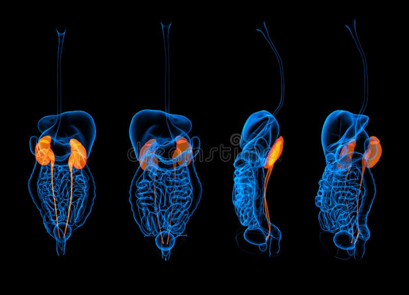 3d Rendering Human Digestive System Kidney Stock Image - Image of ...