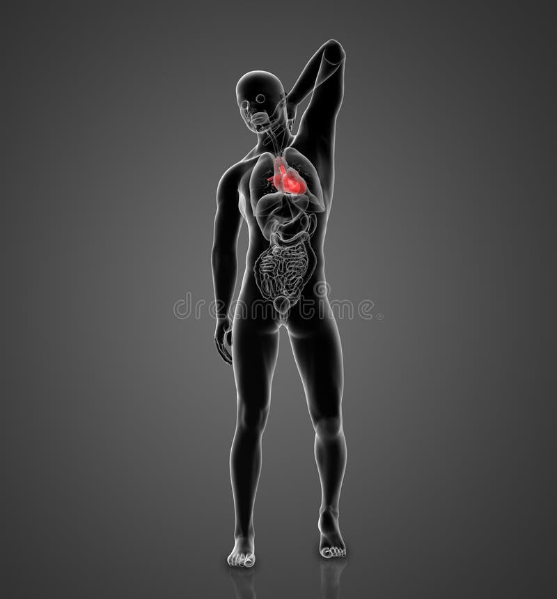 3D Rendering of Human Heart Stock Illustration - Illustration of ...