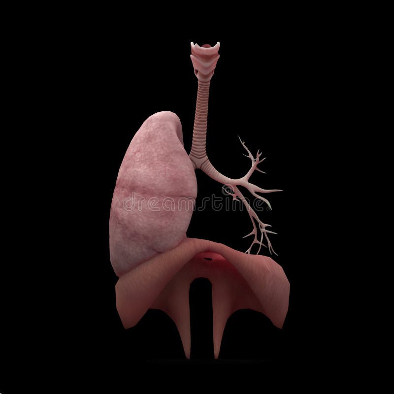 3D Rendering of Human Lungs with Respiratory Tree and Diaphragm. Stock ...
