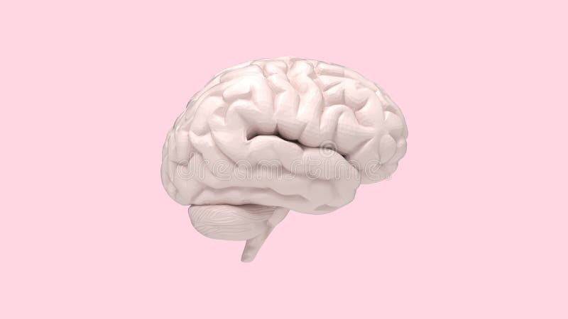 3D Rendering of Human Mind, 3d Render Illustration Model. Mind Model ...