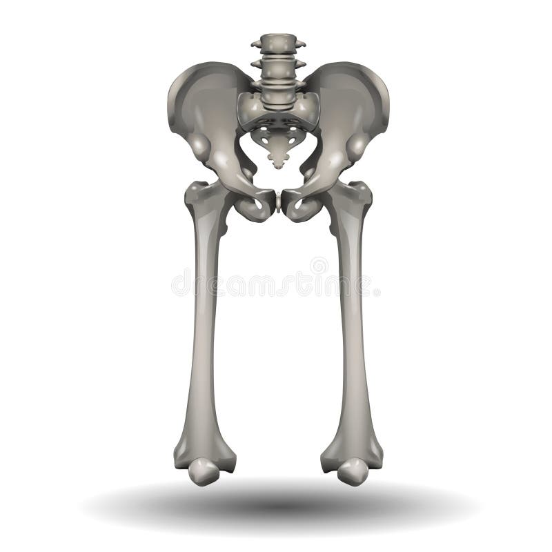 A 3D Rendering of a Human Pelvic Skeleton is Displayed with Prominent ...