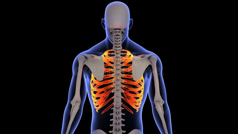 3D Rendering of a Human X-ray with the Ribs Highlighted on a Black ...