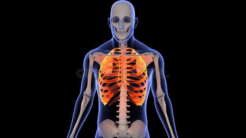 3D Rendering of a Human X-ray with the Ribs Highlighted on a Black ...