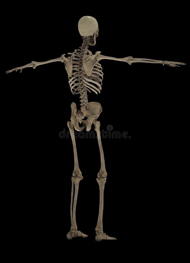 3D Rendering of Human Skeletal System, Rear View. Stock Illustration ...