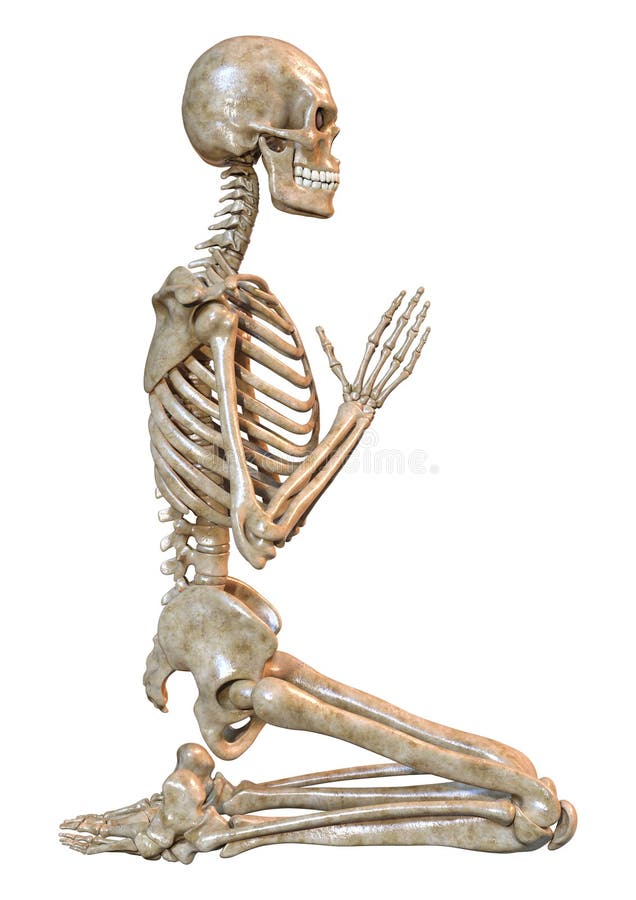 3D Rendering Human Skeleton on White Stock Illustration - Illustration ...