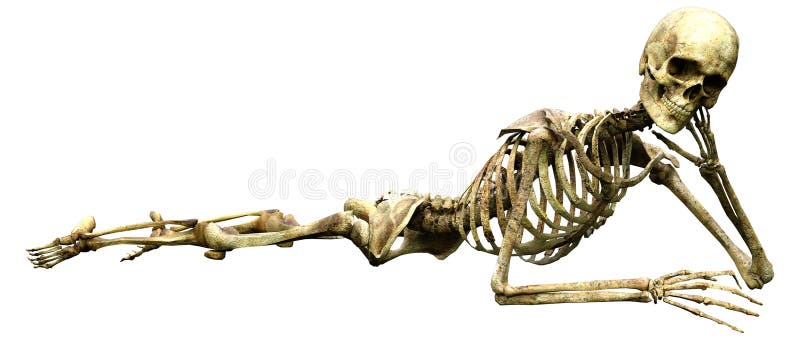 3D Rendering Human Skeleton on White Stock Illustration - Illustration ...