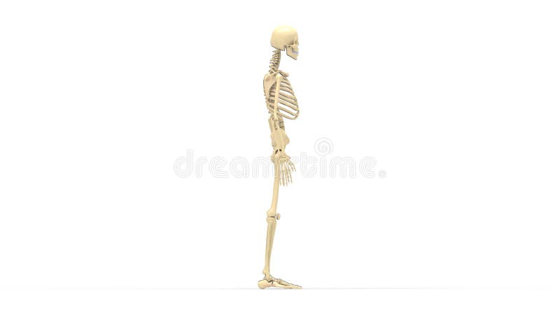 3D Rendering of a Human Skeleton Anatomy Standing Bones Tall Isolated ...