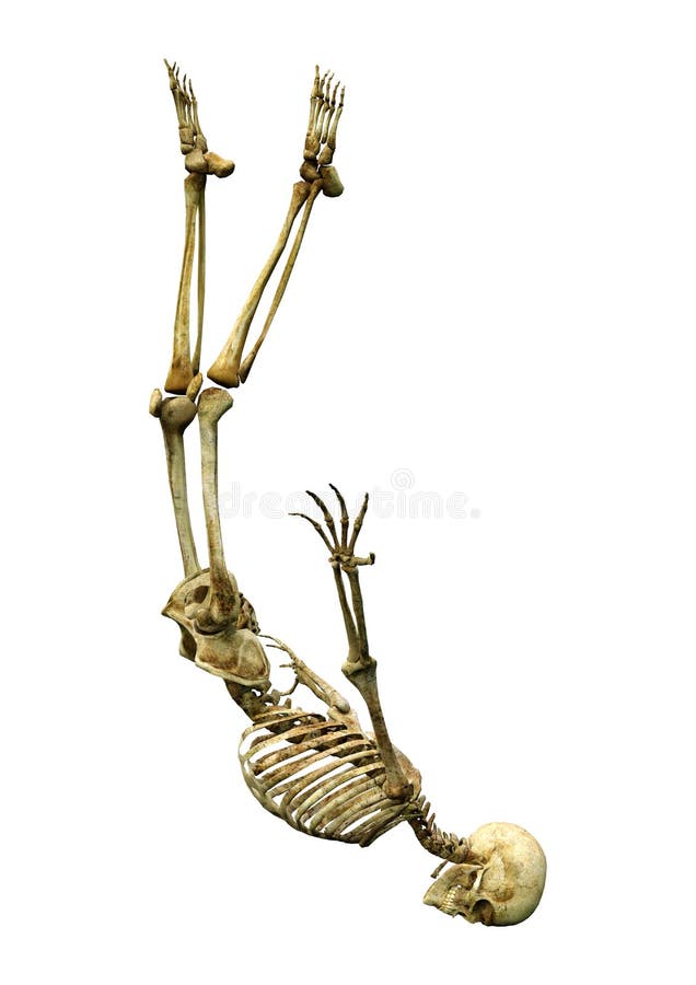 Skeleton Falling Stock Illustrations – 168 Skeleton Falling Stock ...
