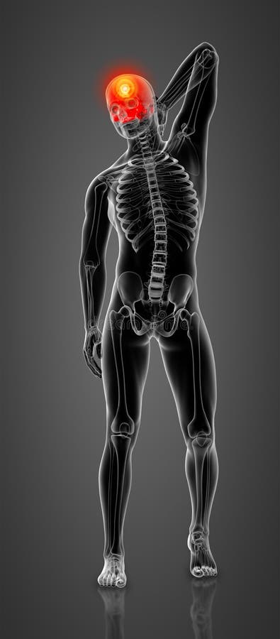 Half Human Half Skull Stock Illustrations – 191 Half Human Half Skull ...