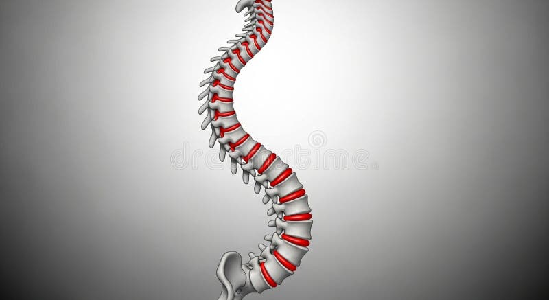 Red Intervertebral Stock Illustrations – 171 Red Intervertebral Stock ...