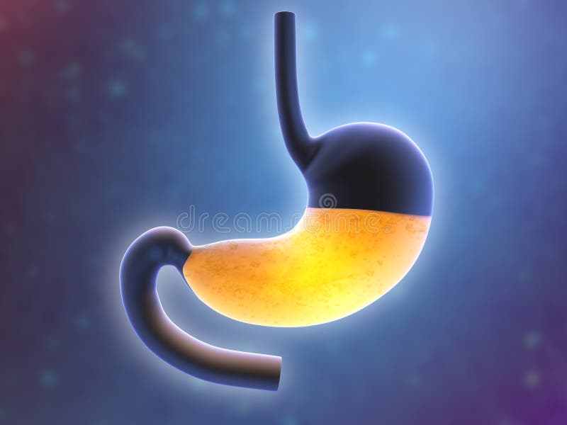 Hydrochloric Acid In Stomach What Is The PH Of The Stomach?