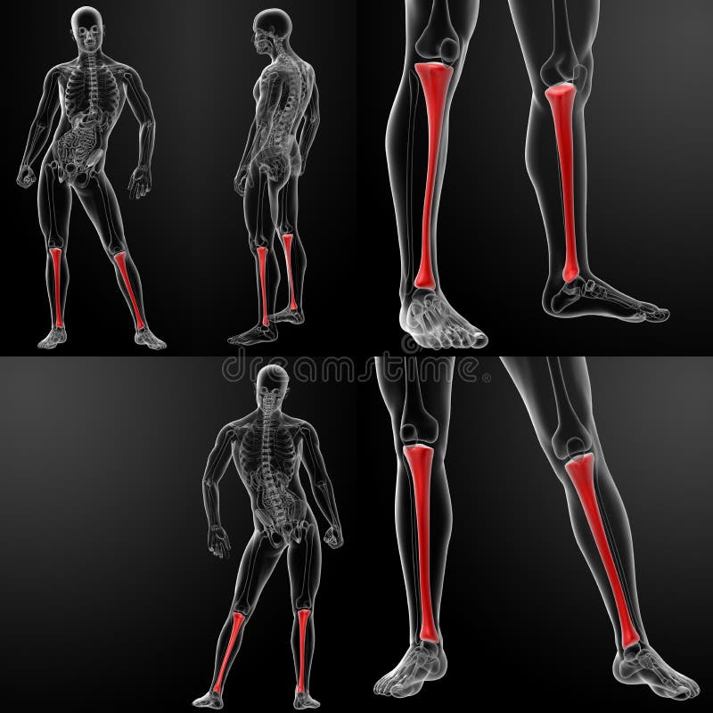 3d Rendering of Human Tibia Stock Illustration - Illustration of tibia ...