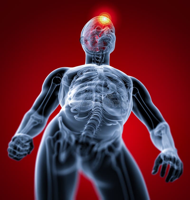 Brain Anatomy Bottom View Stock Illustrations – 29 Brain Anatomy Bottom ...