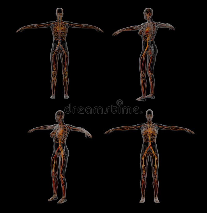 3D Rendering Illustration of the Circulatory Stock Illustration ...