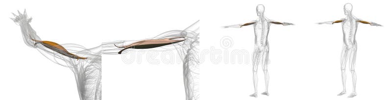 3d Rendering Illustration of Copper Biceps Muscle X-ray Stock ...