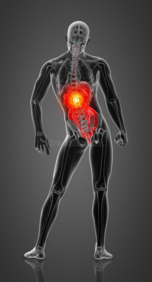 3D Rendering Illustration of Digestive System Stock Illustration ...