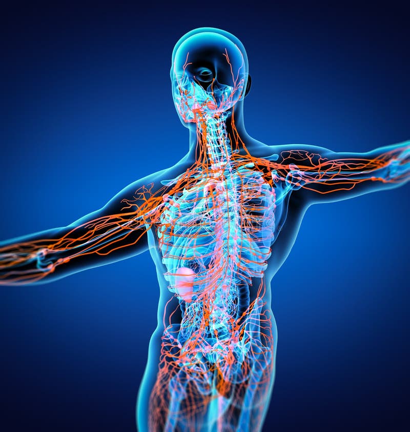 3D Rendering Illustration of Lymphatic System Stock Illustration ...