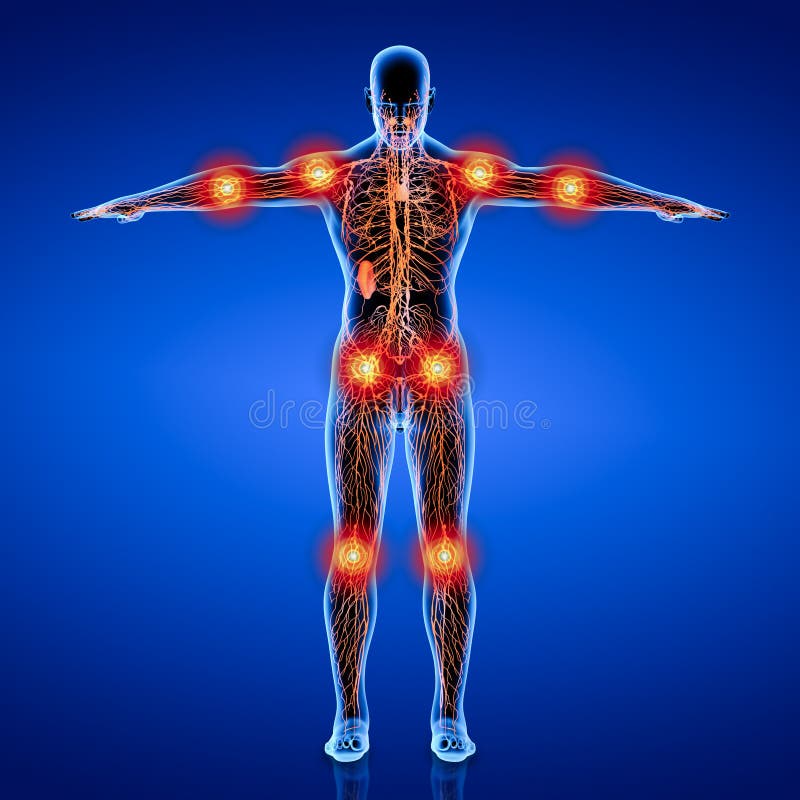 3D Rendering Illustration of Lymphatic System Stock Illustration ...