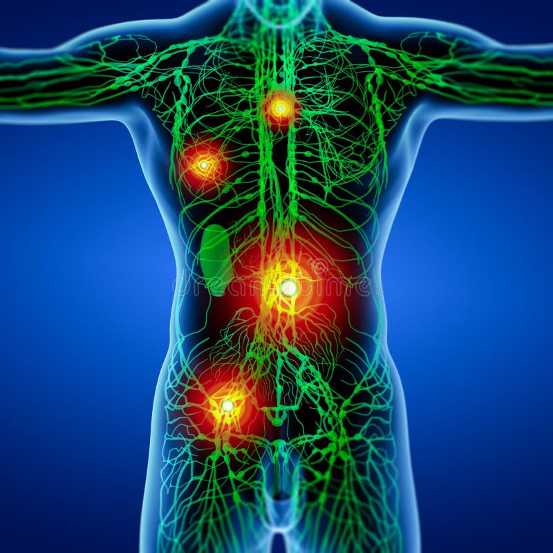 3D Rendering Illustration of Lymphatic System Stock Illustration ...