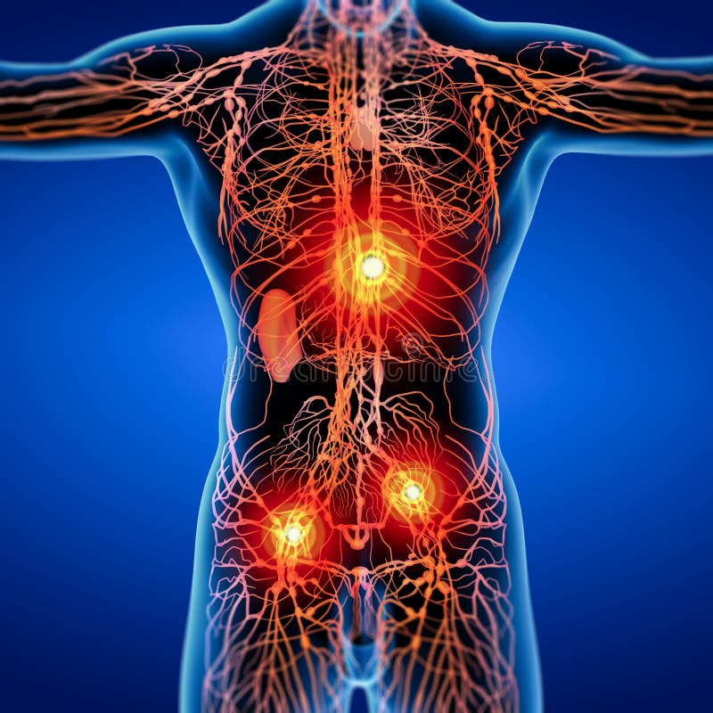 Lymphatic System Female Front Stock Illustrations – 48 Lymphatic System ...