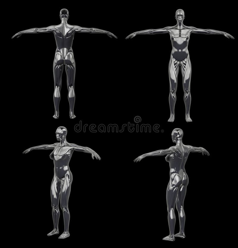 Illustration - Muscle Man stock illustration. Illustration of vinci ...