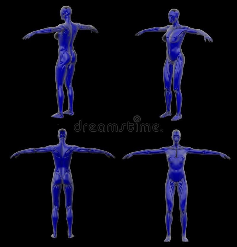 3d Rendering Illustration of Muscle Stock Illustration - Illustration ...