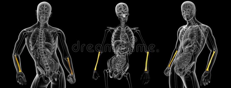 3d Rendering Illustration of the Radius Stock Illustration ...