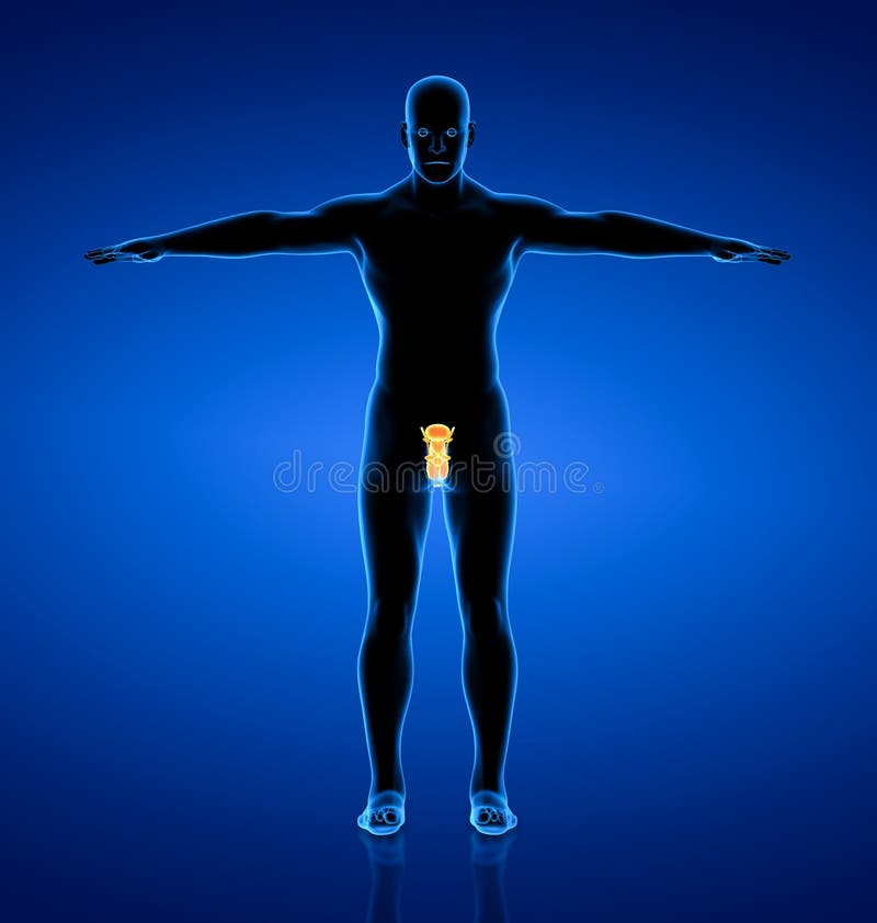 3D Rendering Illustration of Reproductive Stock Illustration ...