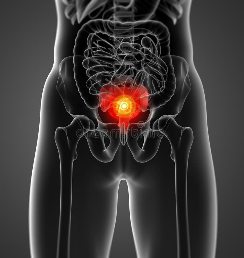3D Rendering Illustration of Sacrum Bone Stock Illustration ...