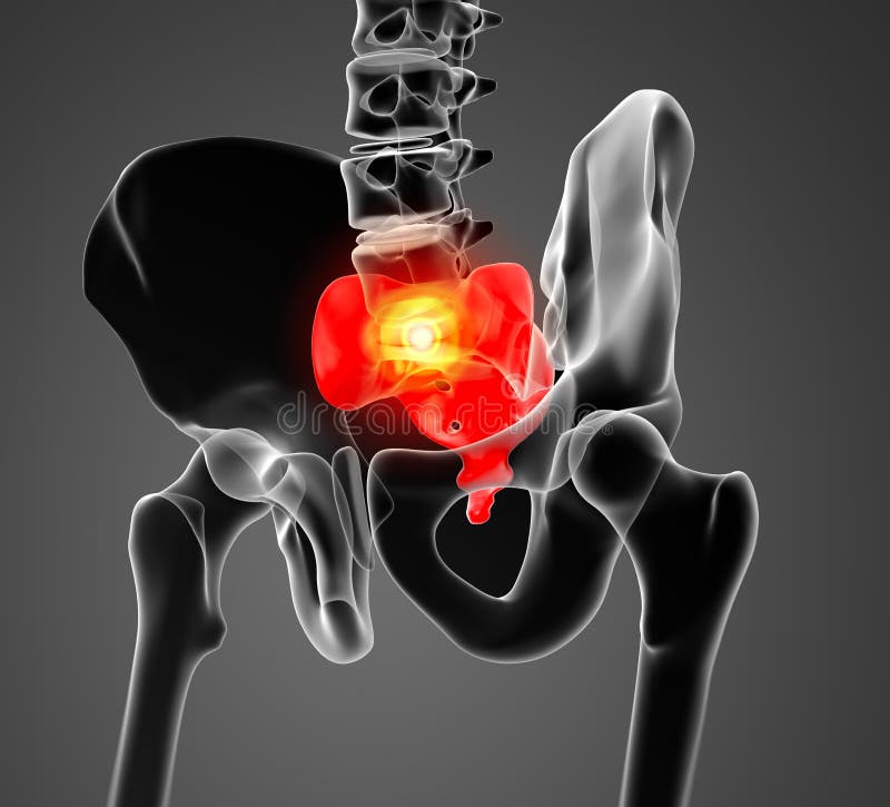 3d Illustration Sacrum Coccyx Bone Anatomy with Circulatory System ...