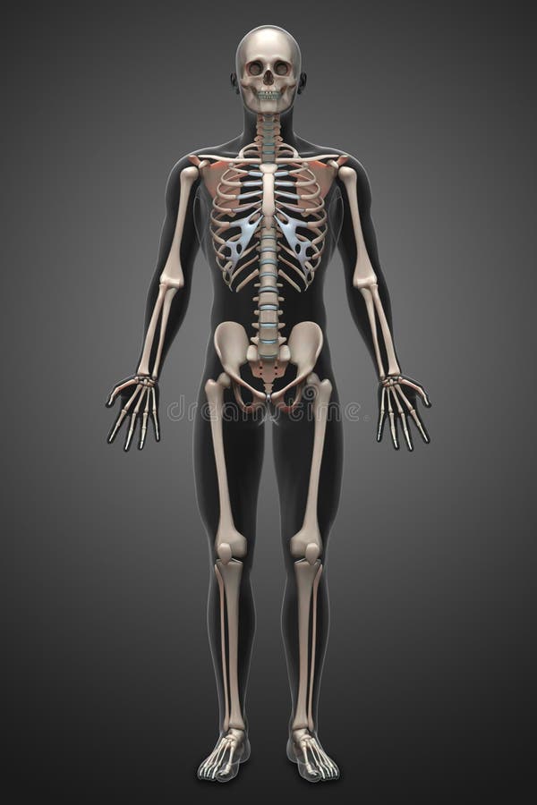 3d Rendering of Skeletal Anatomy Stock Illustration - Illustration of ...