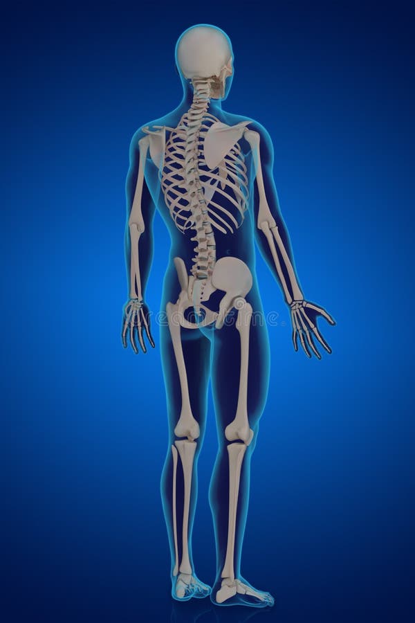 3d Rendering of Skeletal Anatomy Stock Illustration - Illustration of ...