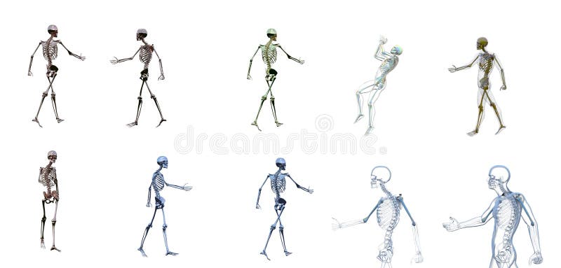 3d Rendering Illustration of Skeleton Bone Anatomy Stock Illustration ...