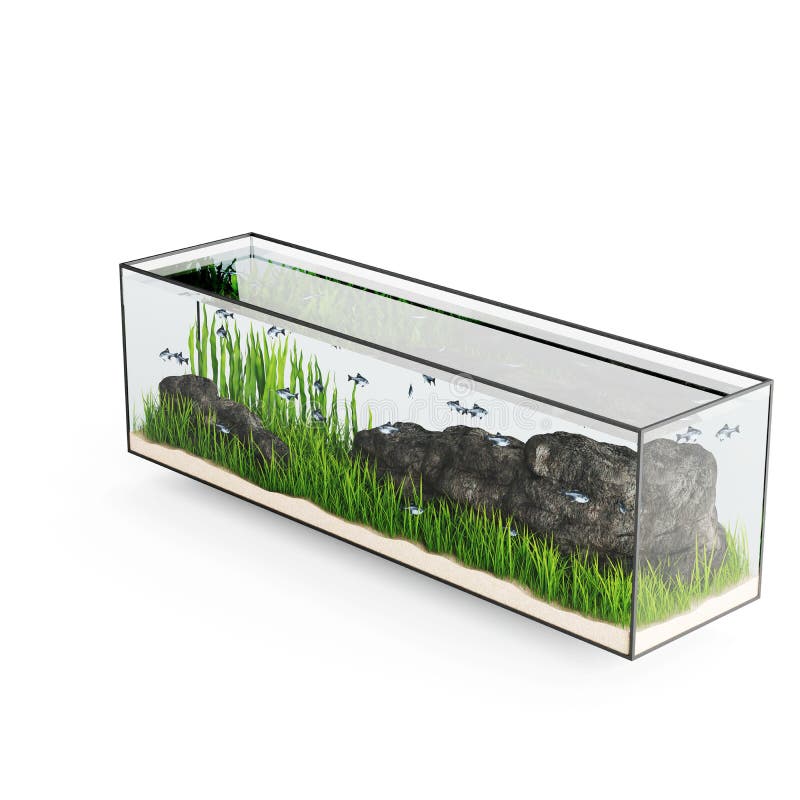 3D Rendering Illustration of Some Fish in an Aquarium Isolated on a ...