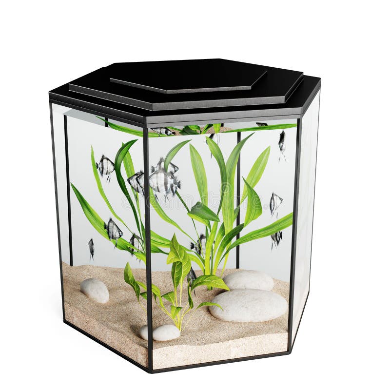 3D Rendering Illustration of Some Fish in an Aquarium Isolated on a ...