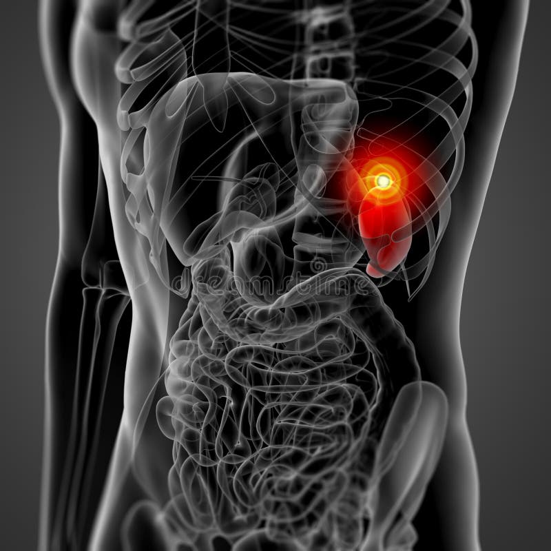 3D Rendering Illustration of Spleen Stock Illustration - Illustration ...