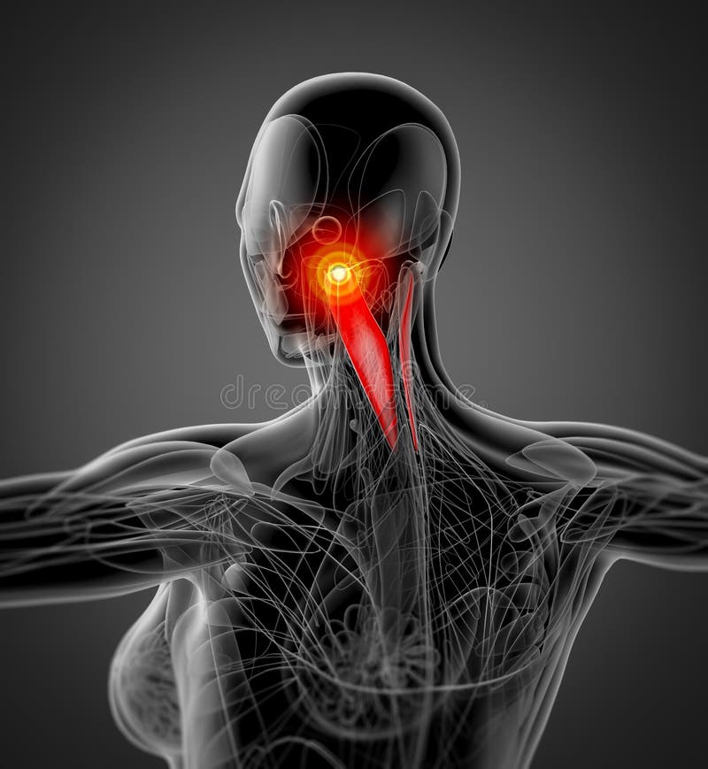 3d Illustration of the Splenius Capitis Muscles Anatomical Position on ...