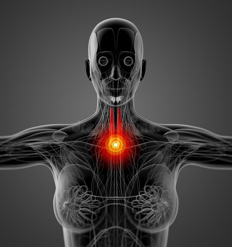 Medical Illustration of the Sternothyroid Stock Illustration ...