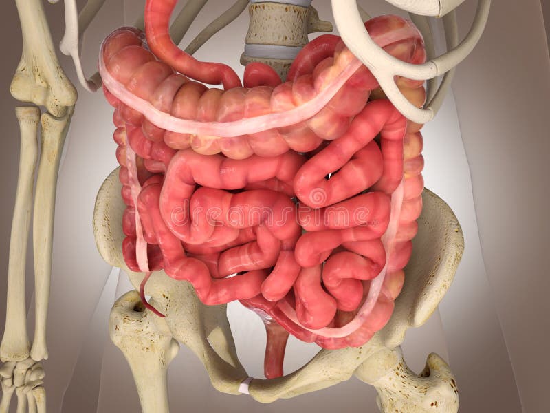3D Rendering Intestinal Internal Organ Stock Illustration ...