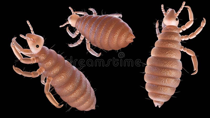 3d Rendering of Human Head Lice Stock Illustration - Illustration of ...