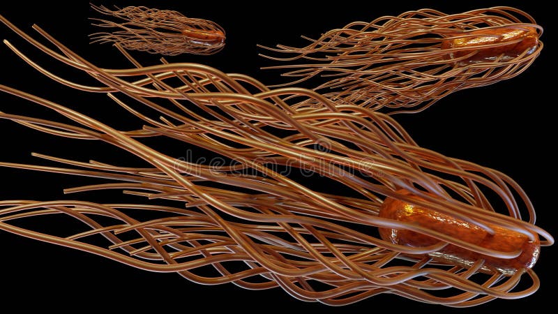 3D Rendering of Isolated Proteus Mirabilis Bacterial Cells Stock ...