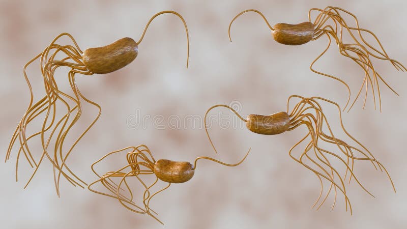 3d Rendering of Isolated Pseudomonas Fluorescens Bacteria Cell Stock ...