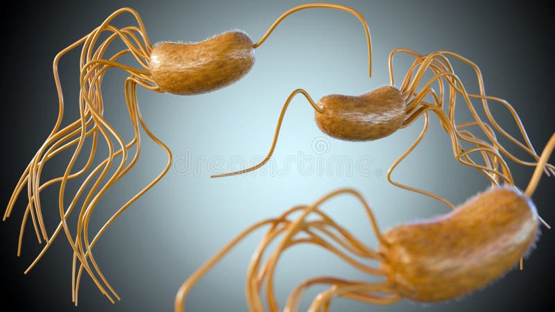 3d Rendering of Isolated Pseudomonas Fluorescens Bacteria Cell Stock ...